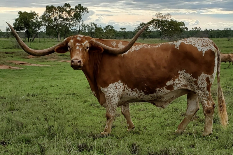 Horseshoe B Longhorns -Texas Longhorn Trophy Steers