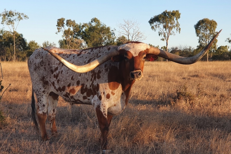 Horseshoe B Longhorns -Texas Longhorn Trophy Steers