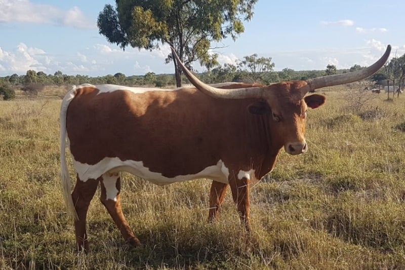 Horseshoe B Longhorns - Texas Longhorn Cows